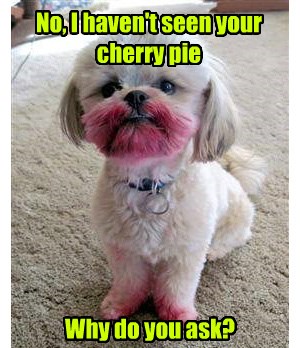 Subtlety Dog is Not Subtle - I Has A Hotdog - Dog Pictures - Funny ...