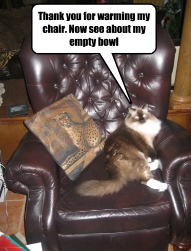 Lolcats - chairs - LOL at Funny Cat Memes - Funny cat pictures with ...