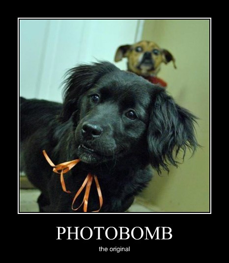Dogs Can Photobomb Too - I Has A Hotdog - Dog Pictures - Funny pictures ...