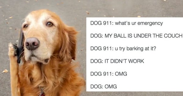 Ever Imagined What Would Happen If a Dog Called 911? This Guy Did ...