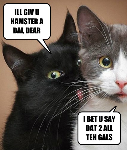 Lolcats - flirting - LOL at Funny Cat Memes - Funny cat pictures with ...