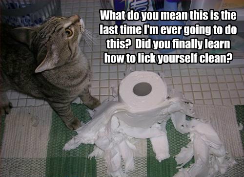 No More TP?!? Noooooo! - Lolcats - lol | cat memes | funny cats | funny ...