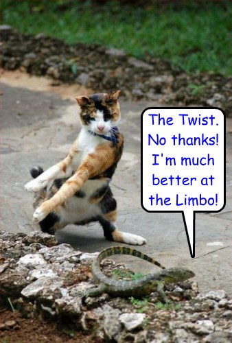Lolcats - dancing - LOL at Funny Cat Memes - Funny cat pictures with ...