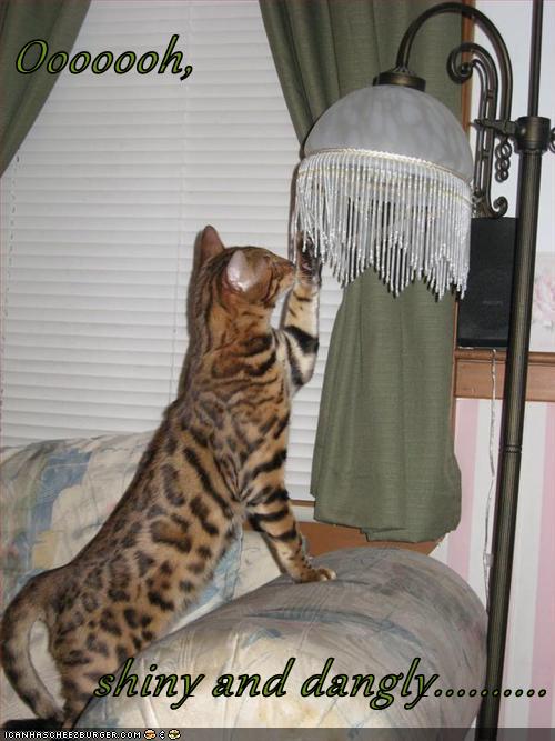 Ooooooh, shiny and dangly.......... - Lolcats - lol | cat memes | funny ...
