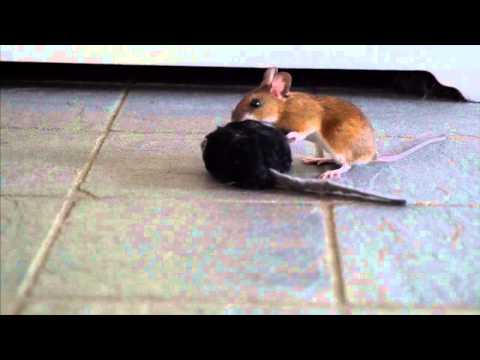 Lonely Mouse Finds a Friend and Tries to Take Him Home - I Can Has ...