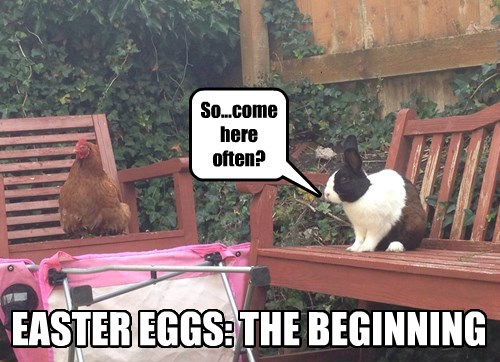 When A Rabbit And A Chicken Love Each Other Very Much... - Animal ...