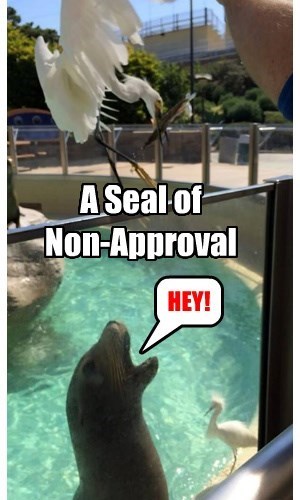 That is Officially Rude - Animal Comedy - Animal Comedy, funny animals ...