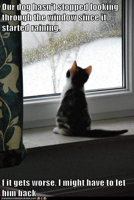 Lolcats - rain - LOL at Funny Cat Memes - Funny cat pictures with words ...