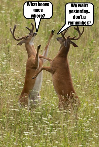 I Can Has Cheezburger? - dance - Page 3 - Funny Animals Online ...