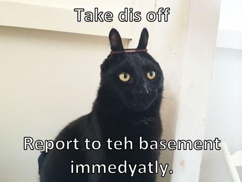 Someone's In Trouble - Lolcats - lol | cat memes | funny cats | funny ...