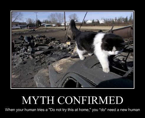 Humans Definitely Need More Lives - Lolcats - lol | cat memes | funny ...