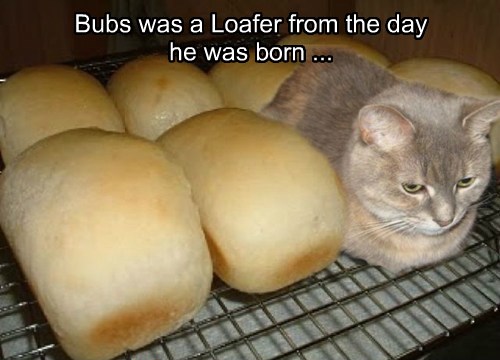 Cat Breading Memes