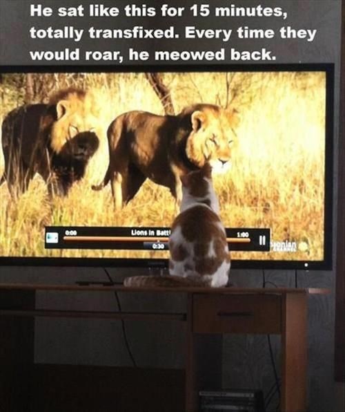 The Wild Is Calling - Lolcats - lol | cat memes | funny cats | funny ...