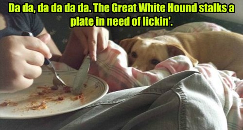 I Has A Hotdog - jaws - Funny Dog Pictures | Dog Memes | Puppy Pictures ...