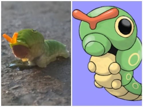 A Wild Caterpie IRL - Pokémemes - Pokémon, Pokémon GO