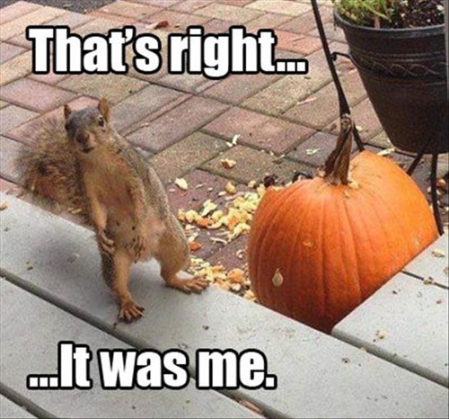 I'm Willing to Take the Fall This Halloween - Animal Comedy - Animal ...