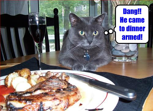 Foiled Again - Lolcats - lol | cat memes | funny cats | funny cat ...