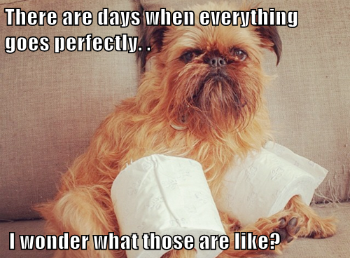 I Has A Hotdog - brussels griffon - Funny Dog Pictures | Dog Memes ...