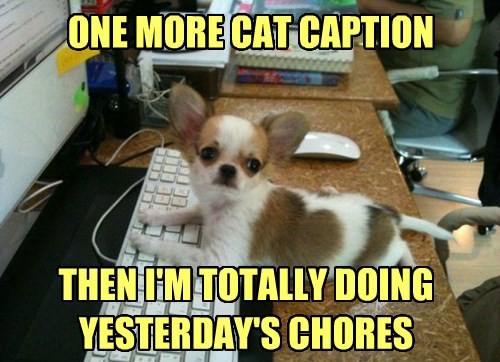 First Things First - I Has A Hotdog - Dog Pictures - Funny pictures of ...