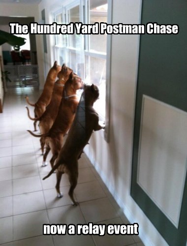 I Has A Hotdog - mailman - Funny Dog Pictures | Dog Memes | Puppy ...