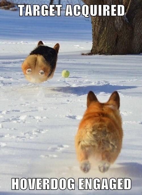 I Can Has Cheezburger? - hoverdog - Funny Animals Online - Cheezburger