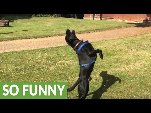 Practice Makes Perfect When You're a Dog Learning How to Play Catch - I ...
