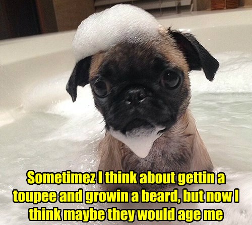 I Has A Hotdog - beard - Funny Dog Pictures | Dog Memes | Puppy ...