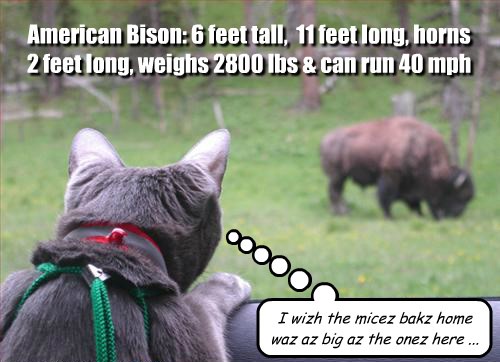 Animal Comedy - bison - Animal Comedy - Animal Comedy, funny animals ...