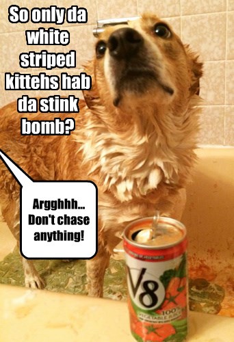 I Has A Hotdog - skunk - Funny Dog Pictures | Dog Memes | Puppy ...