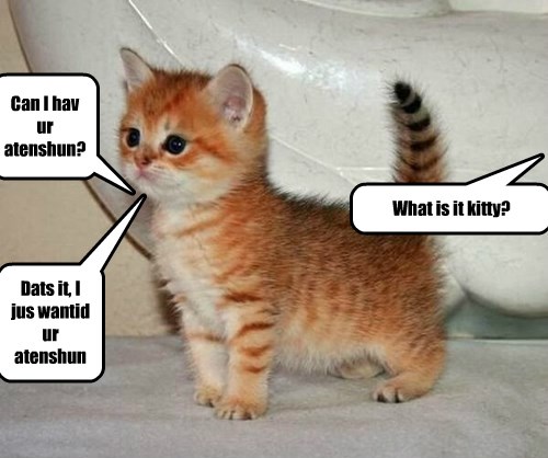 Lolcats - attention - LOL at Funny Cat Memes - Funny cat pictures with ...