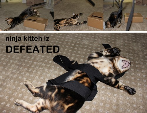 He Went Down Like a True Warrior - Lolcats - lol | cat memes | funny ...