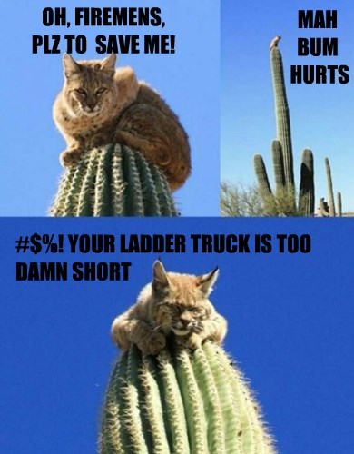 I Can Has Cheezburger? - bobcat - Page 2 - Funny Animals Online ...