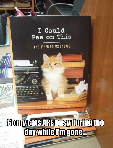 The Next Great American Cat Novel - Lolcats - lol | cat memes | funny ...