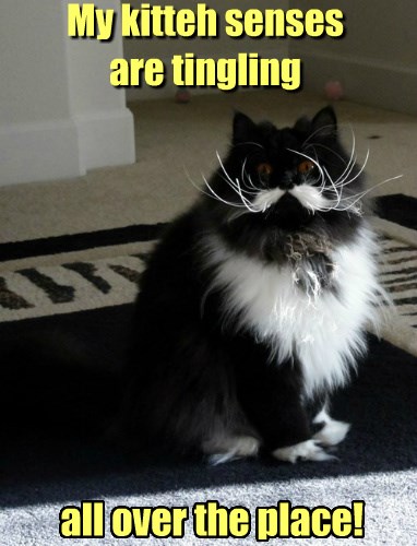 Lolcats - superhero - LOL at Funny Cat Memes - Funny cat pictures with ...