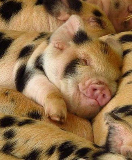 Piggy Snuggles! - Daily Squee - Cute Animals - Cute Baby Animals - Cute ...