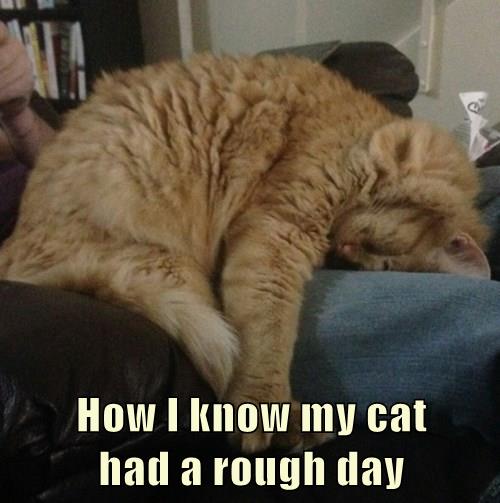 The Food Dish Must be Half Empty - Lolcats - lol | cat memes | funny ...