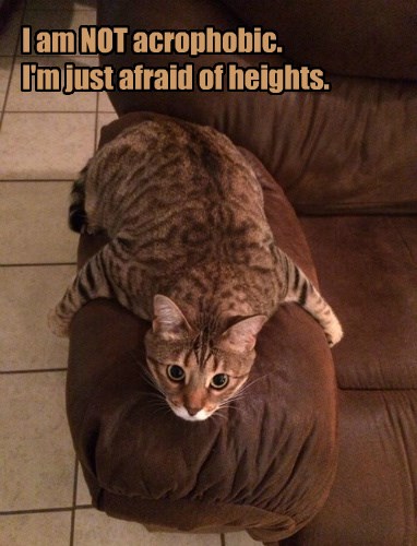 Get Me Down Human! - Lolcats - lol | cat memes | funny cats | funny cat ...