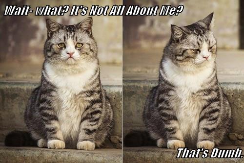 Lolcats - dumb - LOL at Funny Cat Memes - Funny cat pictures with words ...