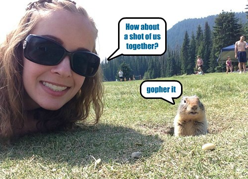 Animal Comedy - gopher - Animal Comedy - Animal Comedy, funny animals, animal gifs - Cheezburger