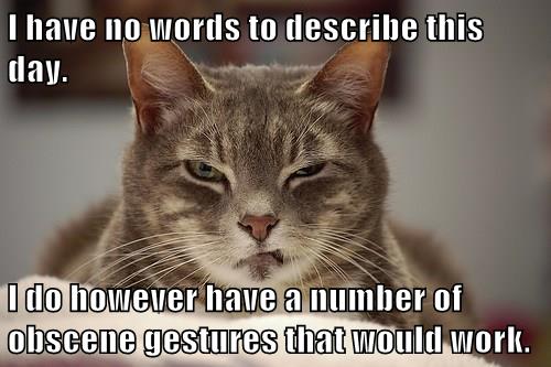 No words - Lolcats - lol | cat memes | funny cats | funny cat pictures ...