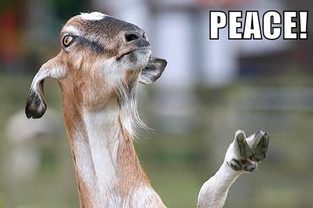 Peace Goat Wishes You a Happy Monday - Animal Comedy - Animal Comedy ...