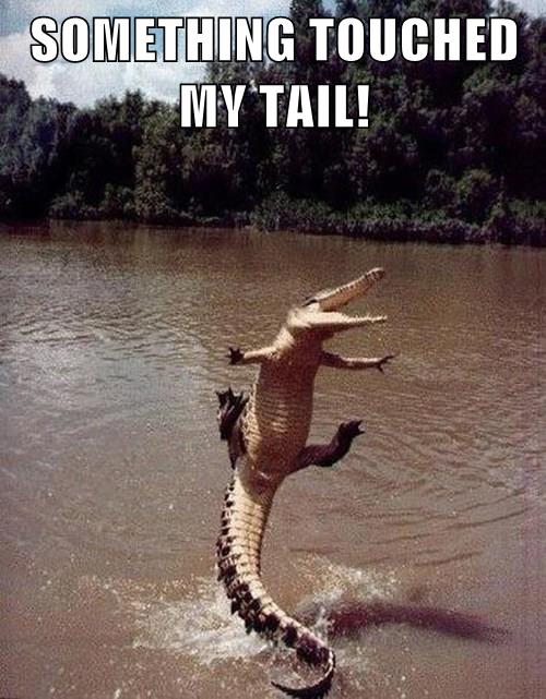Scaredy Croc - Animal Comedy - Animal Comedy, funny animals, animal gifs