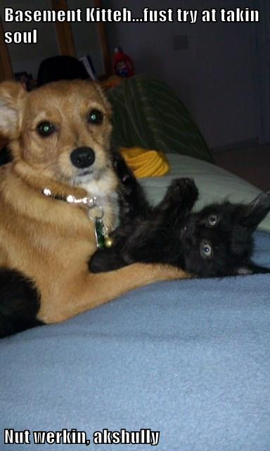 There's a First Time for Everything - Lolcats - lol | cat memes | funny ...