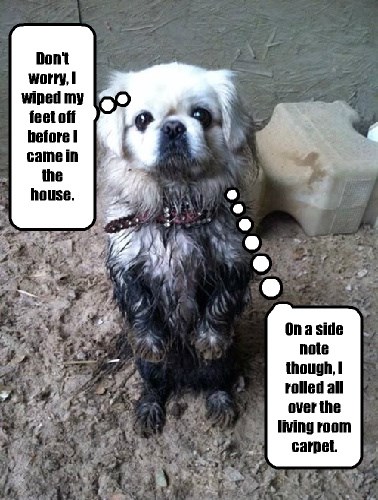I Has A Hotdog - muddy - Funny Dog Pictures | Dog Memes | Puppy ...