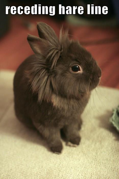 I Has A Self Conscious - Animal Comedy - Animal Comedy, funny animals ...