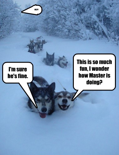 I Can Has Cheezburger? - dog sled - Funny Animals Online - Cheezburger