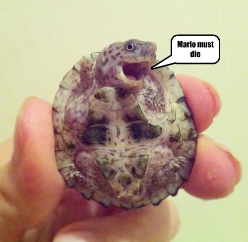 I Can Has Cheezburger? - turtle - Page 7 - Funny Animals Online ...