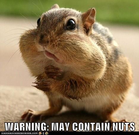 Squirrel Nuts Meme