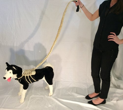 One Step Closer to Making Your Dog a Xenomorph - WIN! - epic win photos