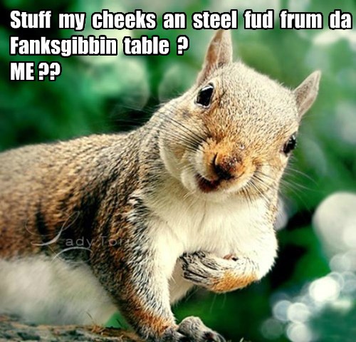 You Must be Nuts - Animal Comedy - Animal Comedy, funny animals, animal ...